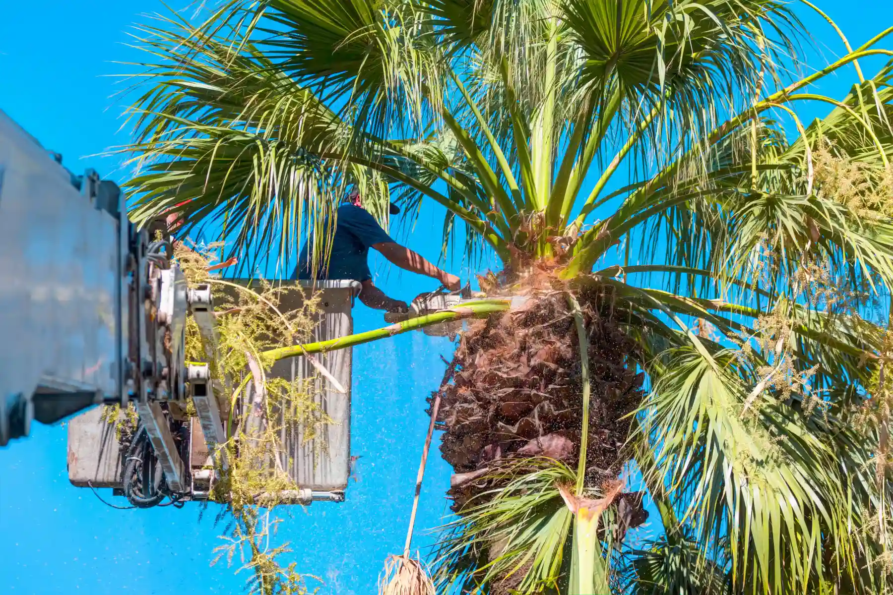 Palm Tree Trimming Phoenix AZ Palm Trimmers