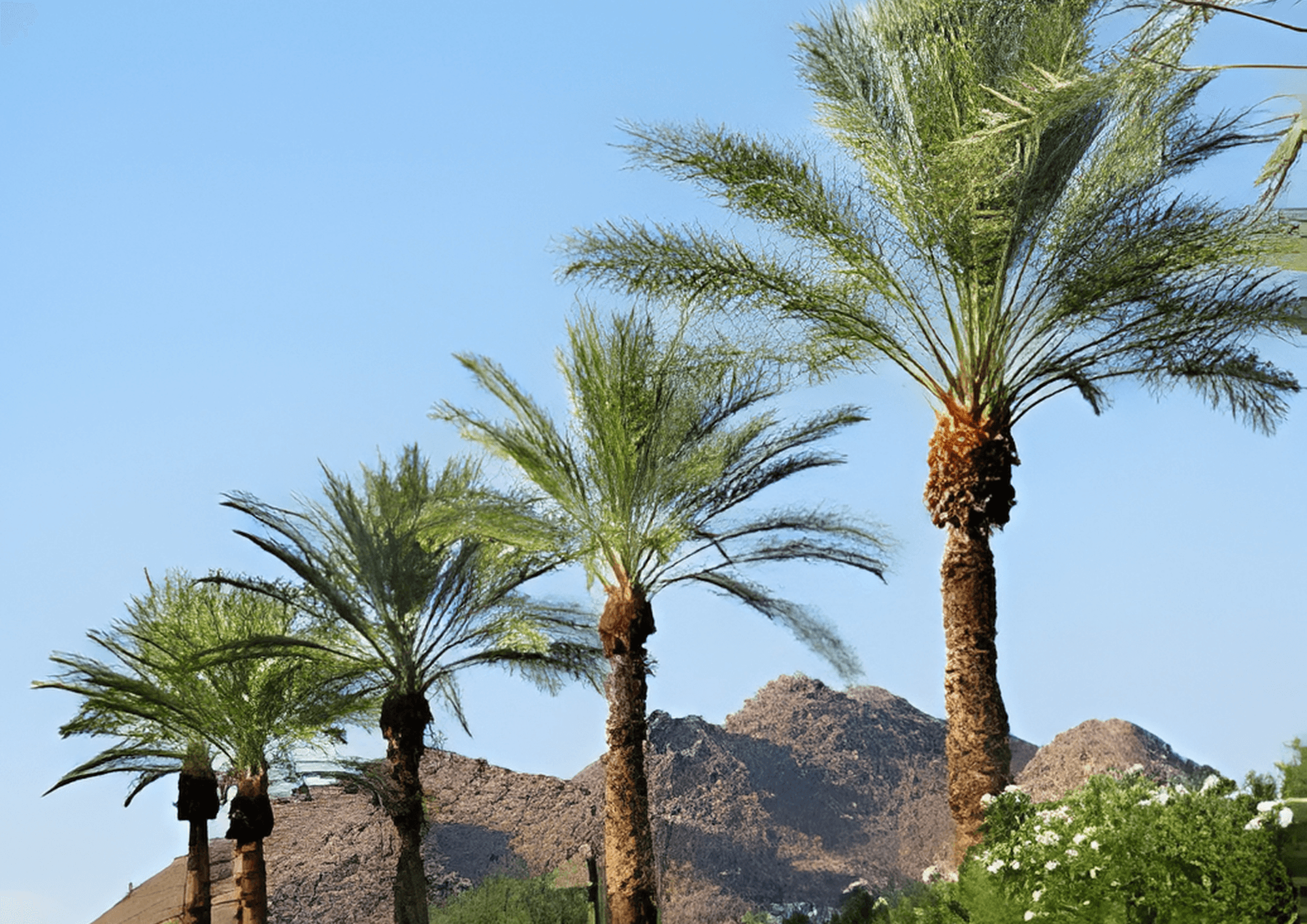 What Palm Tree Species Grow Best in Phoenix and Scottsdale | AZ Palm ...